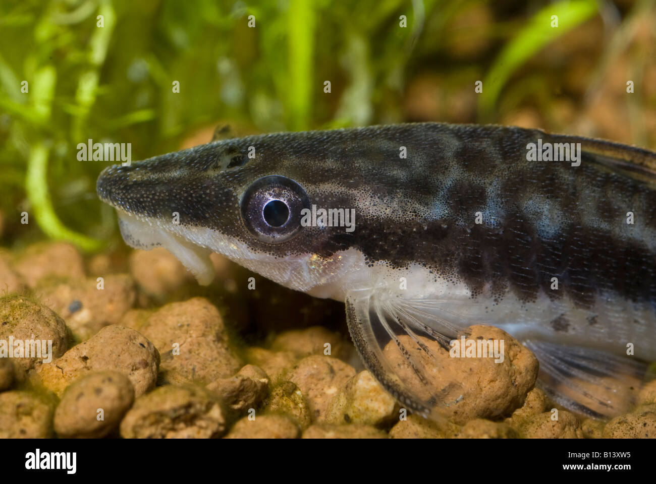 Otocinclus affinis, South America algae eater, freshwater tropical fish ...