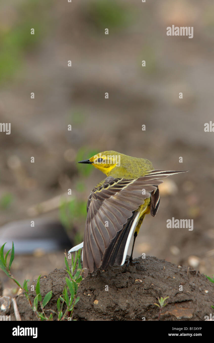Wagtail wing stretching hi-res stock photography and images - Alamy