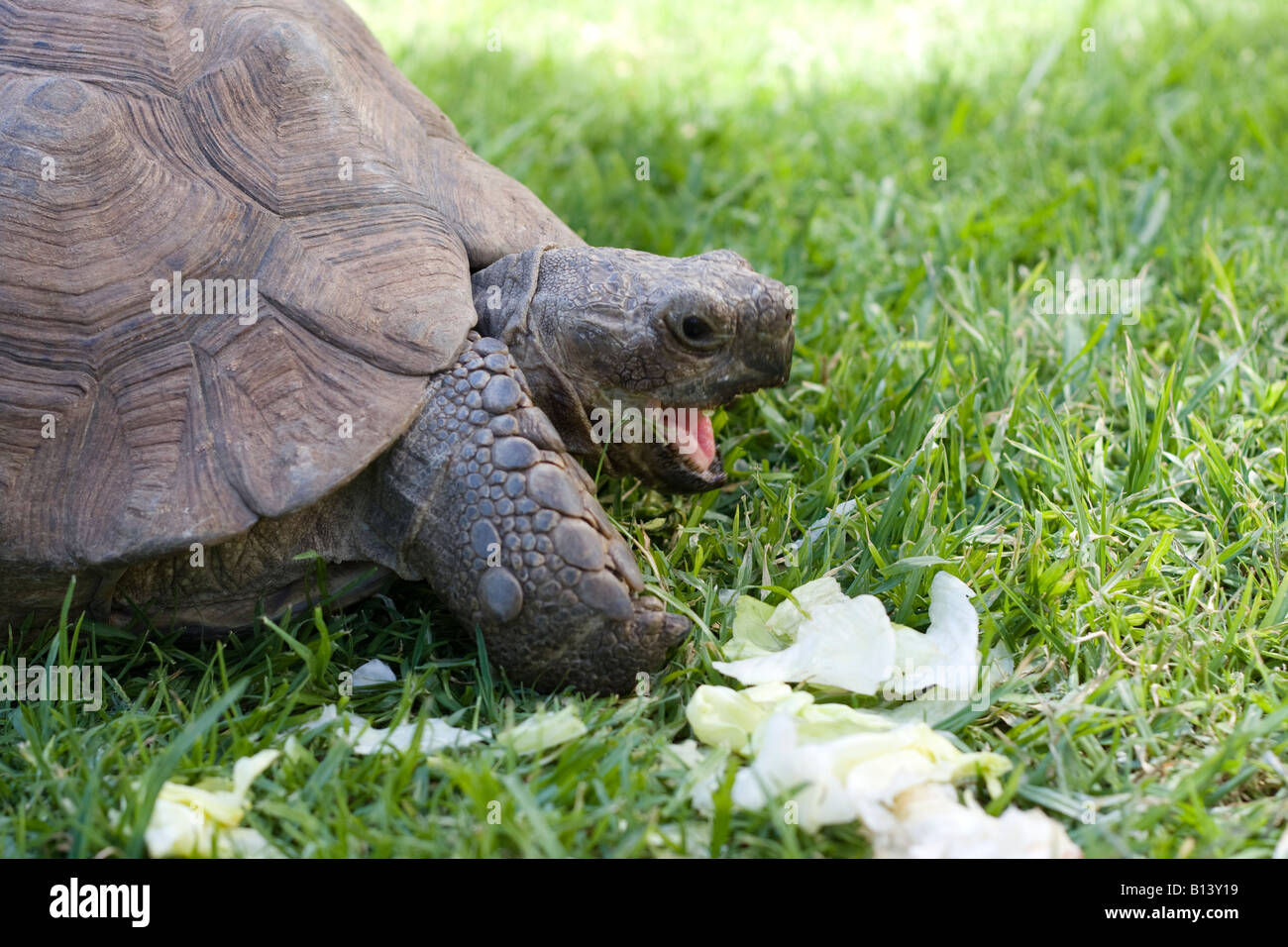 Tortoise eating lettuce hi-res stock photography and images - Alamy