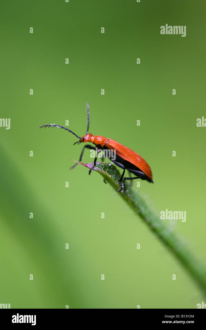 Cardinal Beetle Pyrochroa coccinea adult insect on the end of a thistle ...