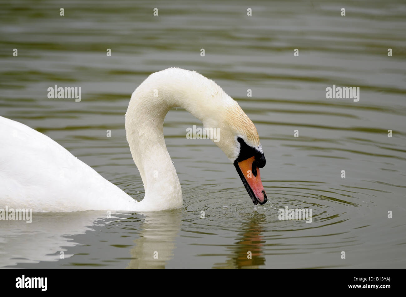 Fowl bird ring neck curve hi-res stock photography and images - Alamy