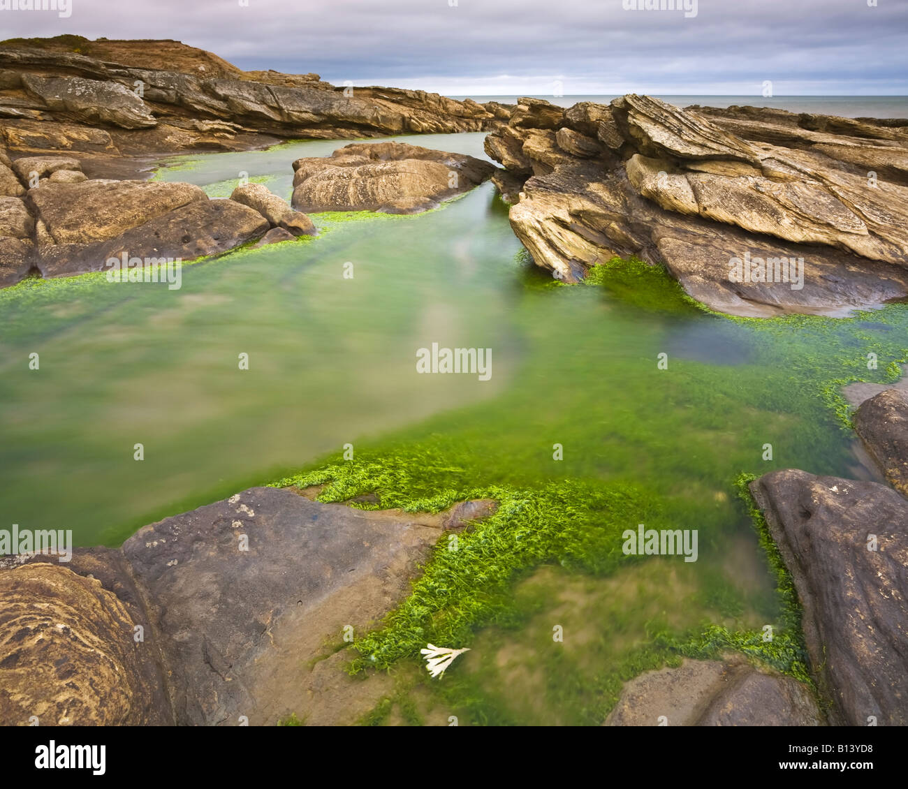 Seaweed floating free in a rockpool near Rumbling Kern in Howick ...