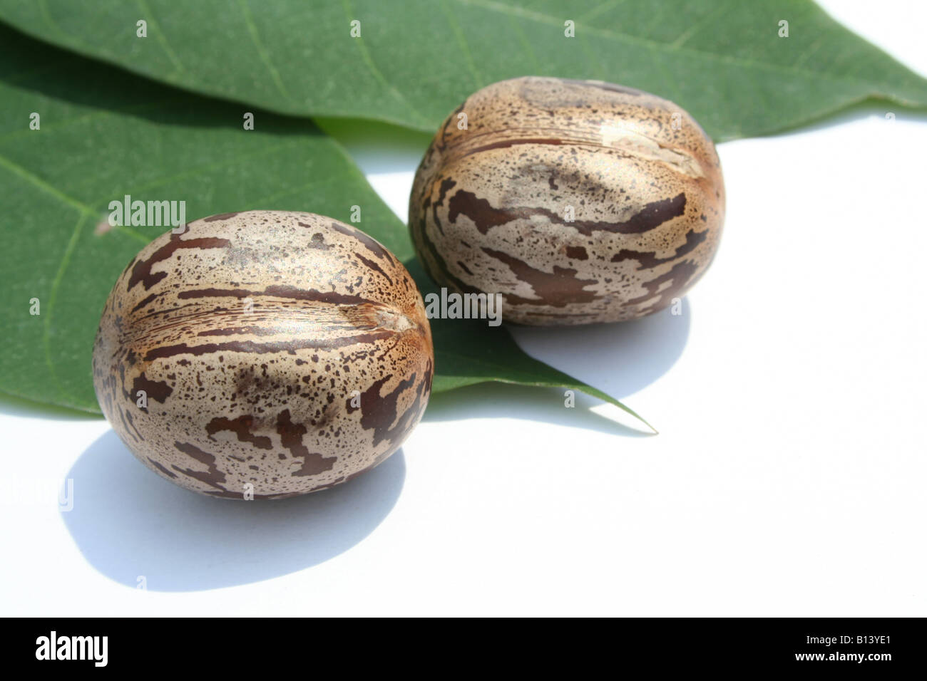 Rubber tree seeds Stock Photo - Alamy