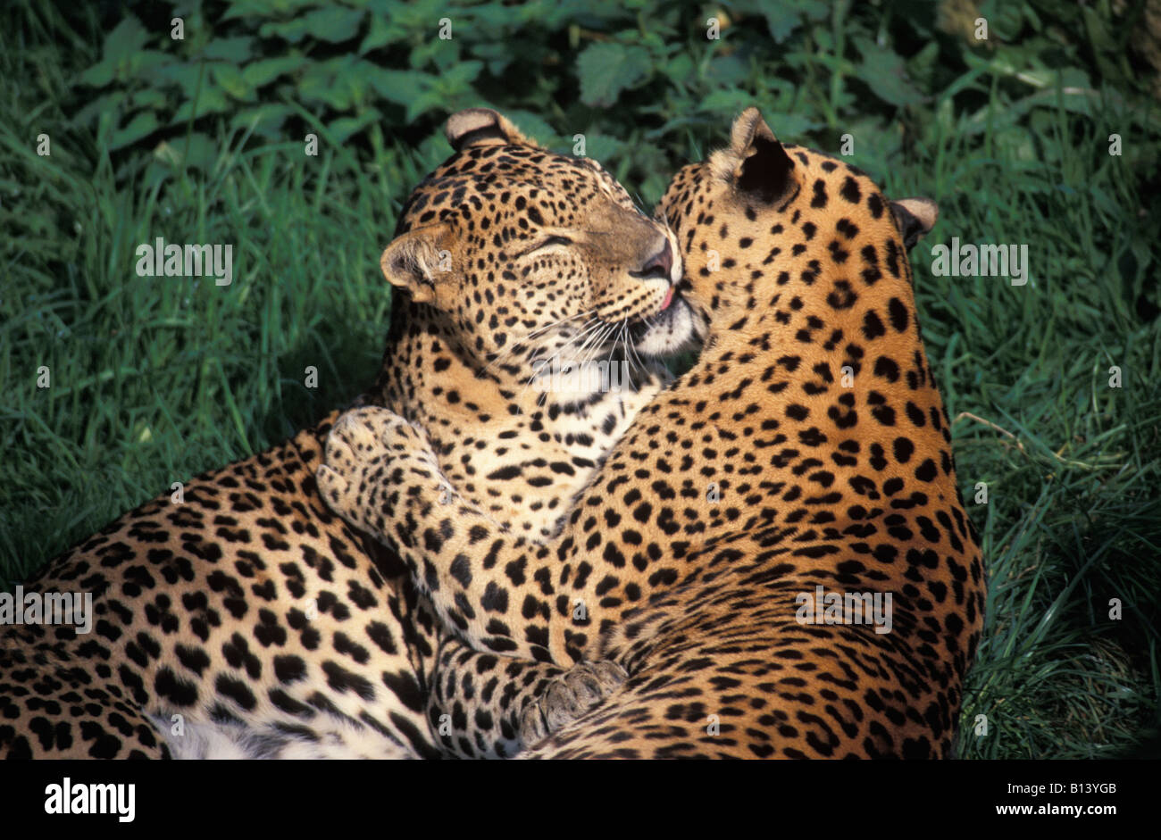 Leopards pair mating Panthera pardus adult affection affectionate ...