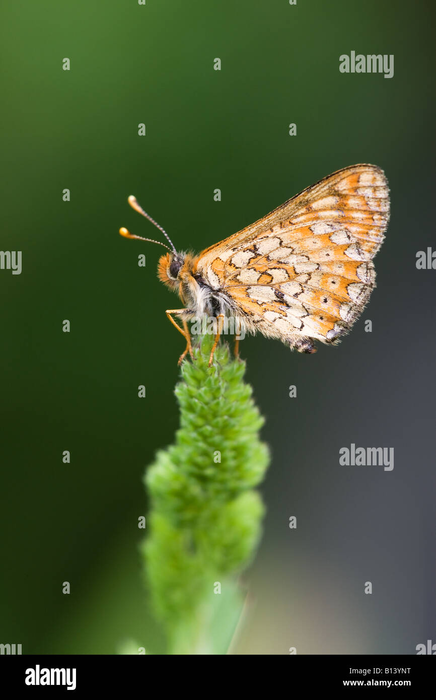 Marsh Fritillary Euphydryas aurinia female at rest with wings closed ...