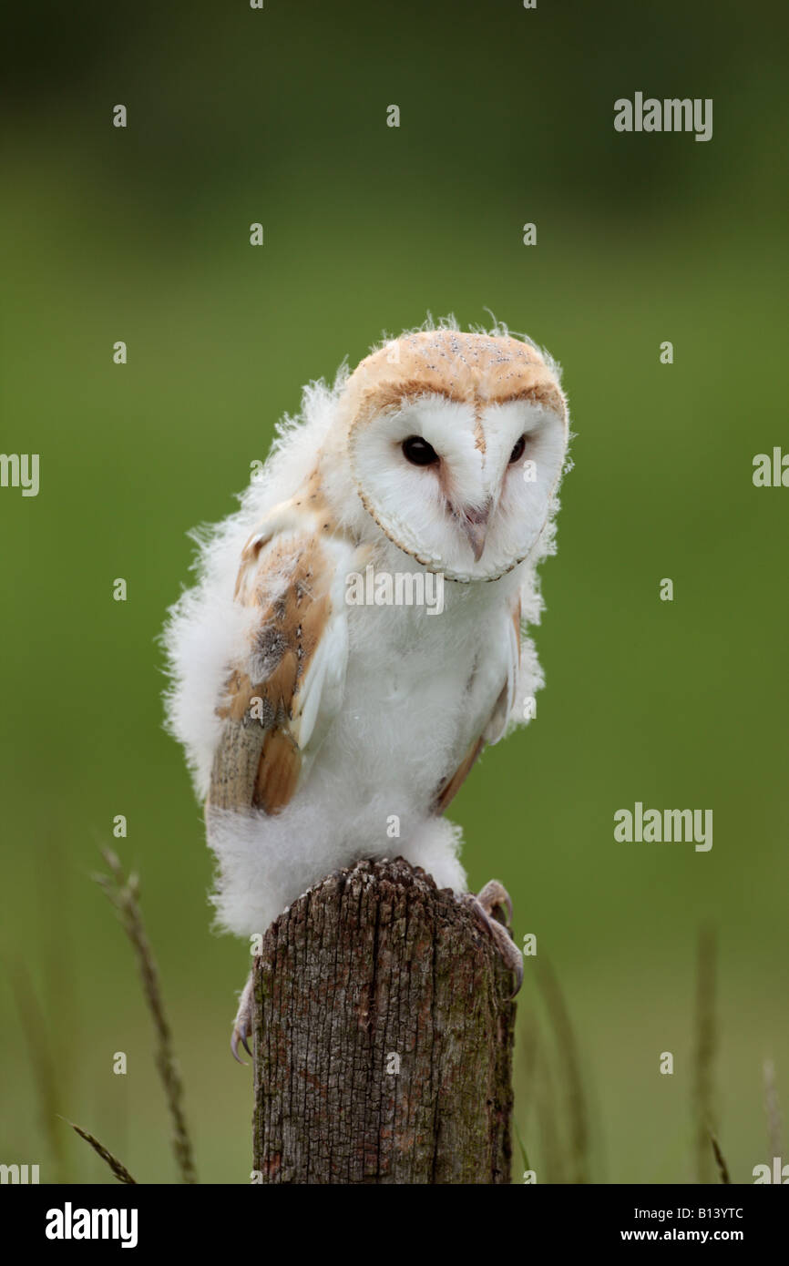 Young Barn owl Tyto alba on old gate looking alert Potton Bedfordshire ...