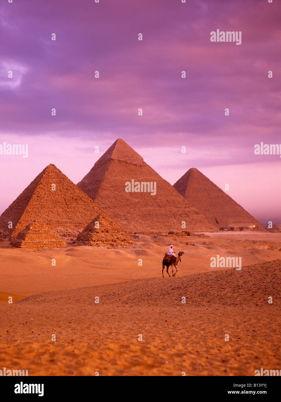 camel and pyramids at giza,cairo,egypt Stock Photo - Alamy