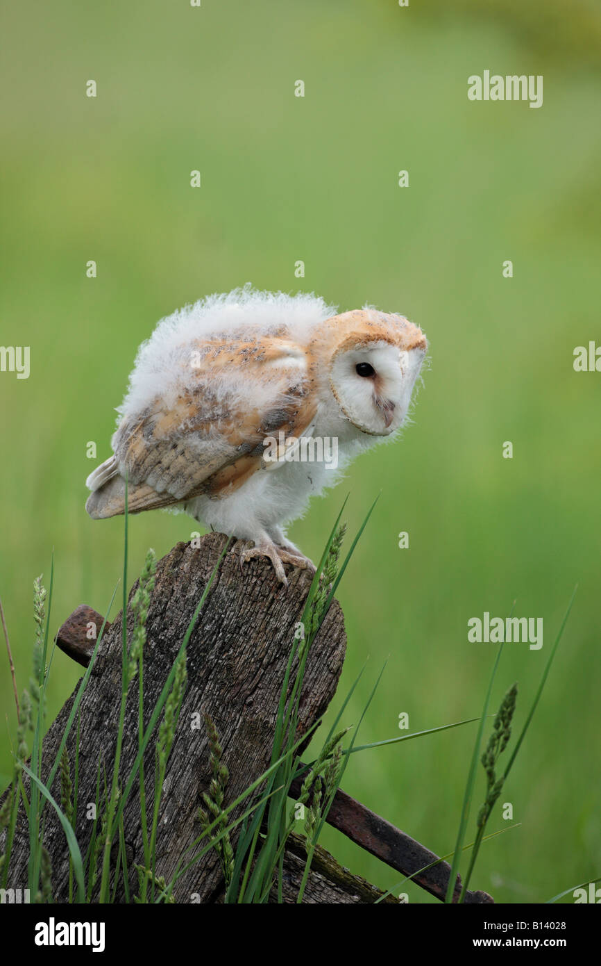 Young Barn owl Tyto alba on old gate looking alert Potton Bedfordshire ...