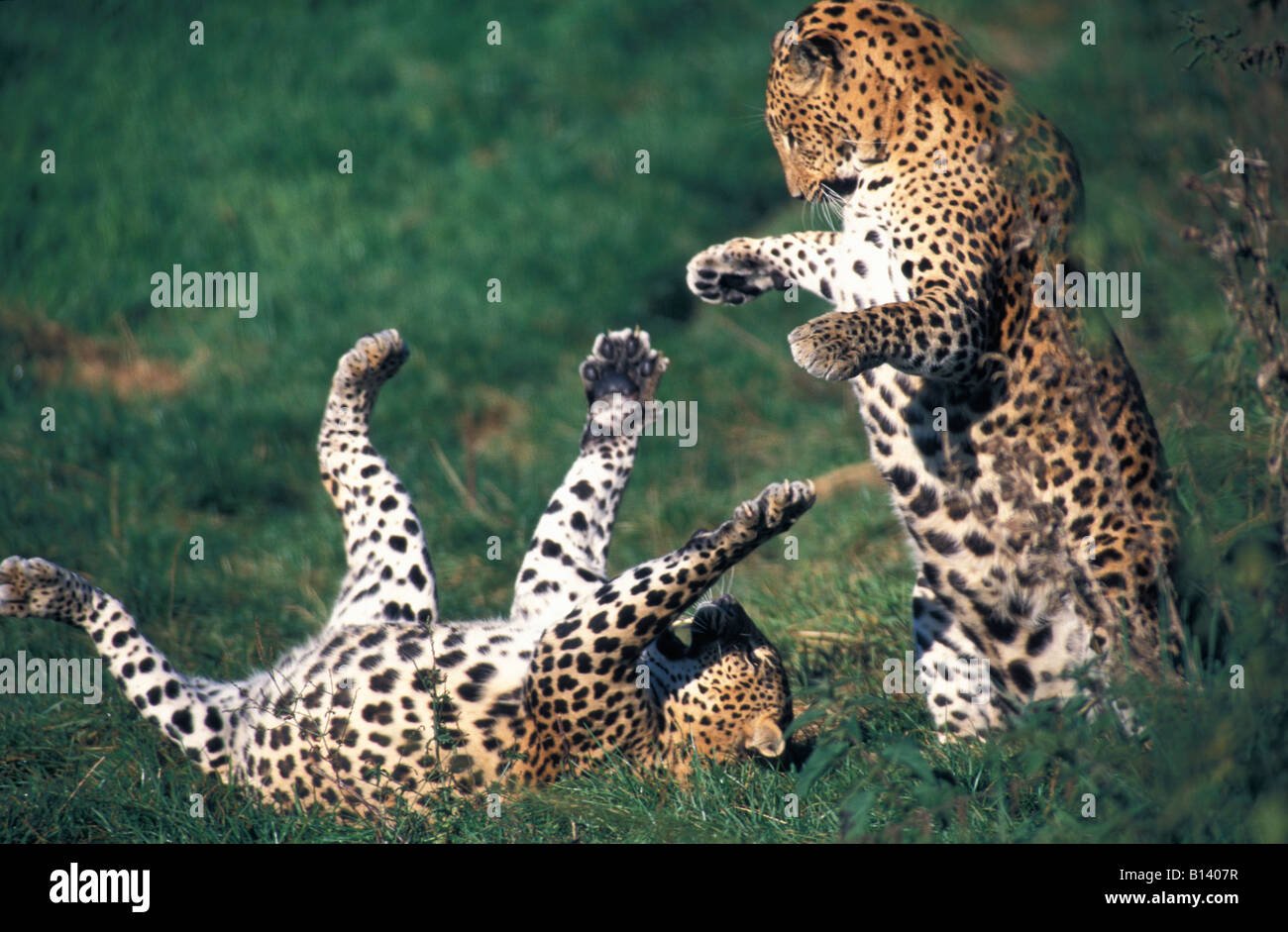 Leopards pair mating Panthera pardus adult affection affectionate ...