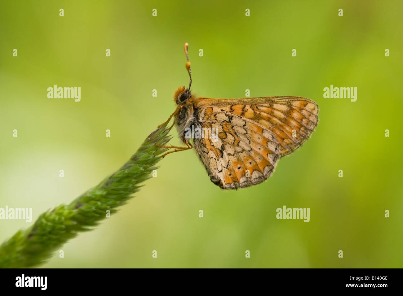 Marsh Fritillary Euphydryas aurinia female at rest with wings closed ...