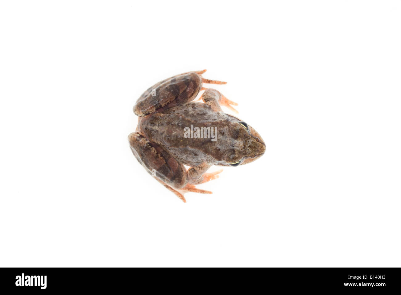 Common frog against white background Stock Photo - Alamy