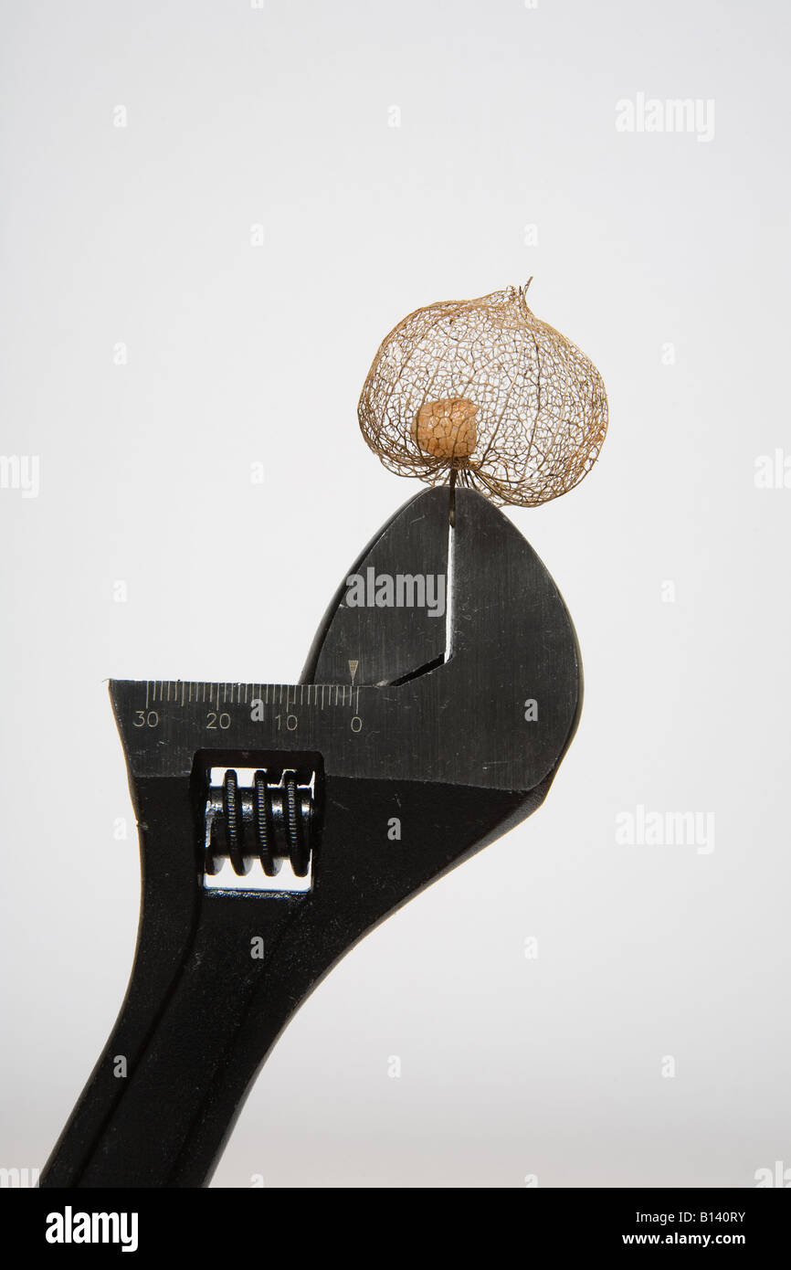 Chinese Lantern Pod balancing on Bolt wrench white background Stock ...