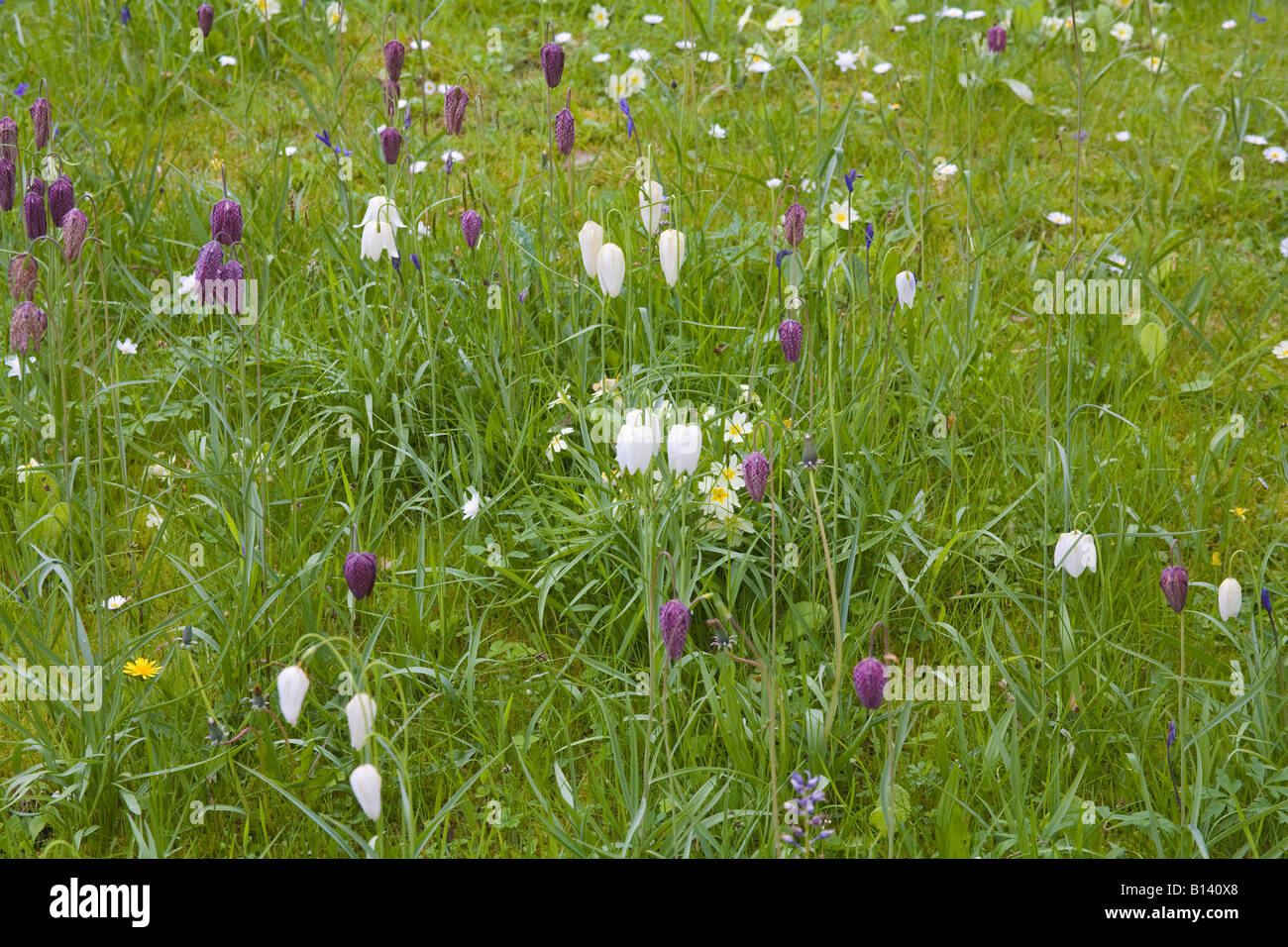 Snakes Head fritillary growing in a meadow, Cornwall, England Stock ...