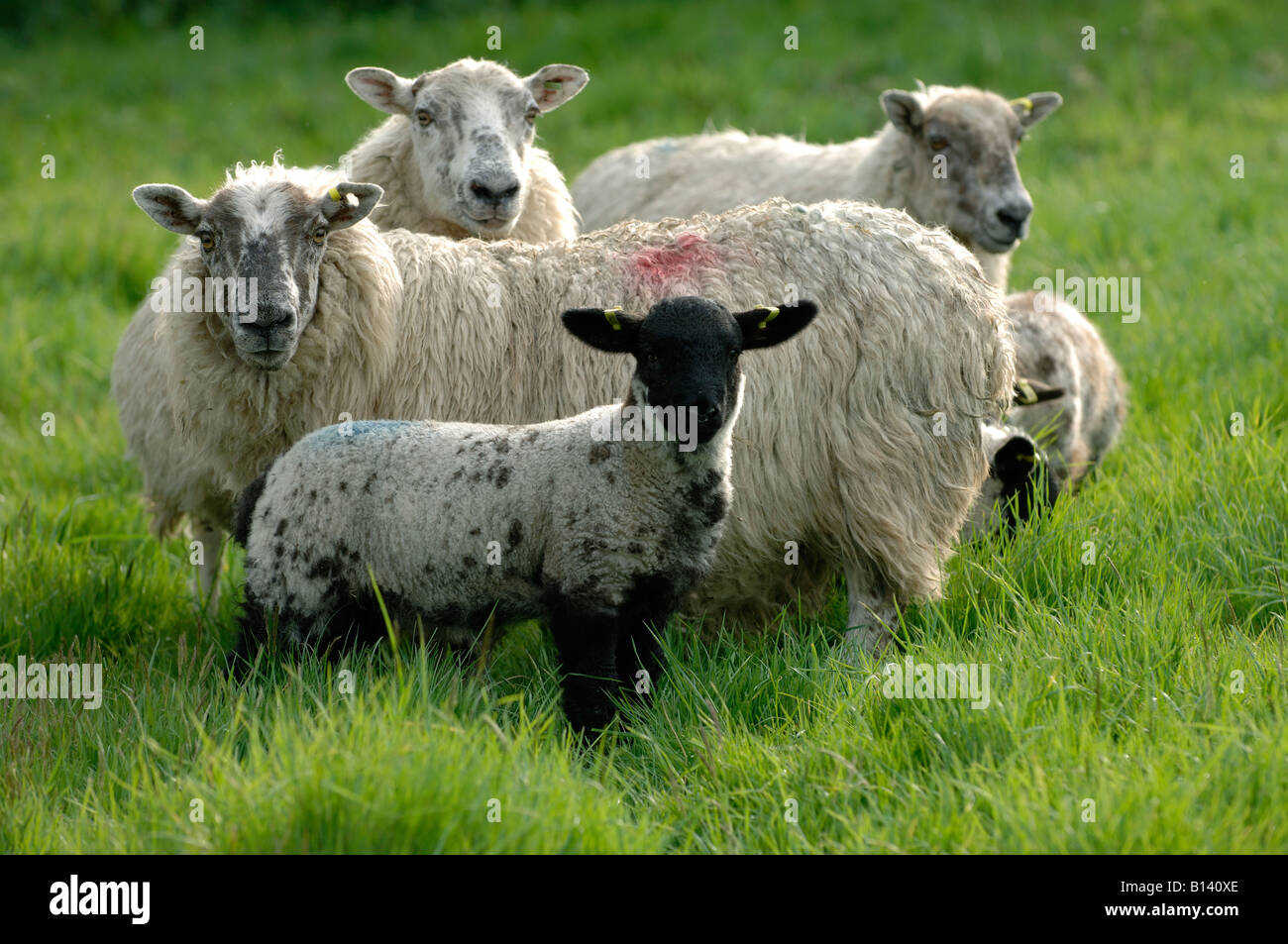 North of England mule ewe sheep with blackface cross lamb on good grass ...