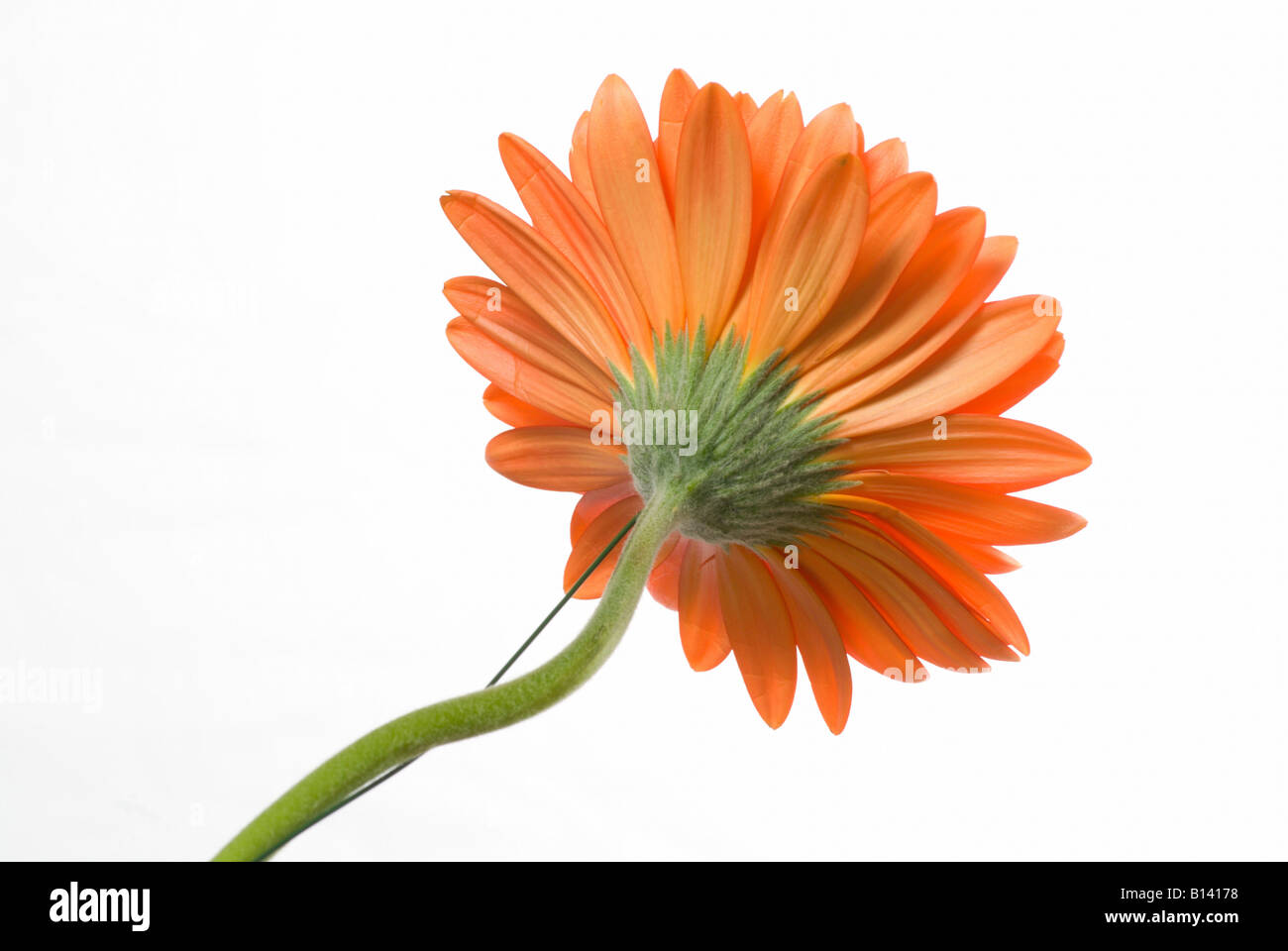 Herbera hi-res stock photography and images - Alamy