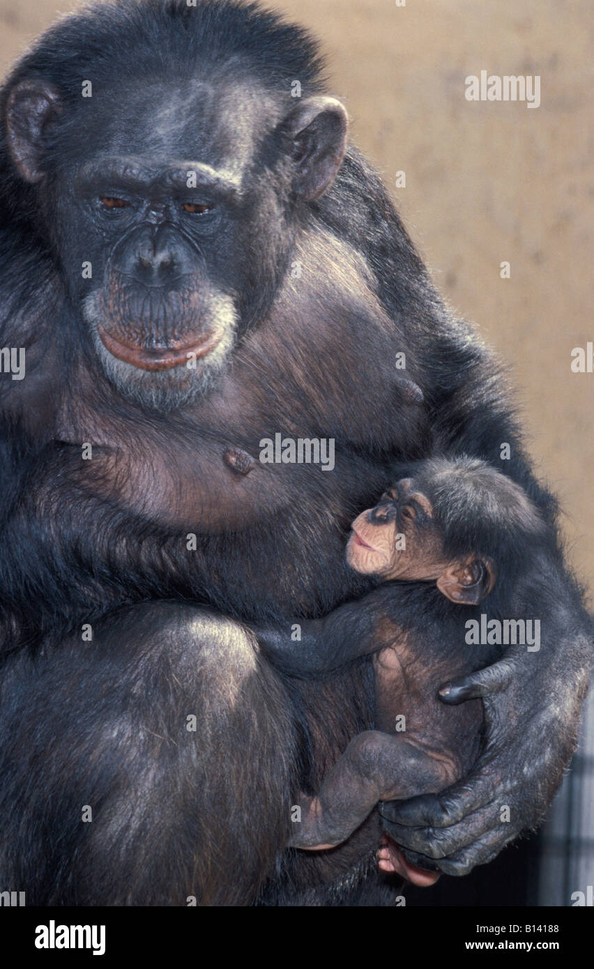 Mom and chimp hi-res stock photography and images - Alamy