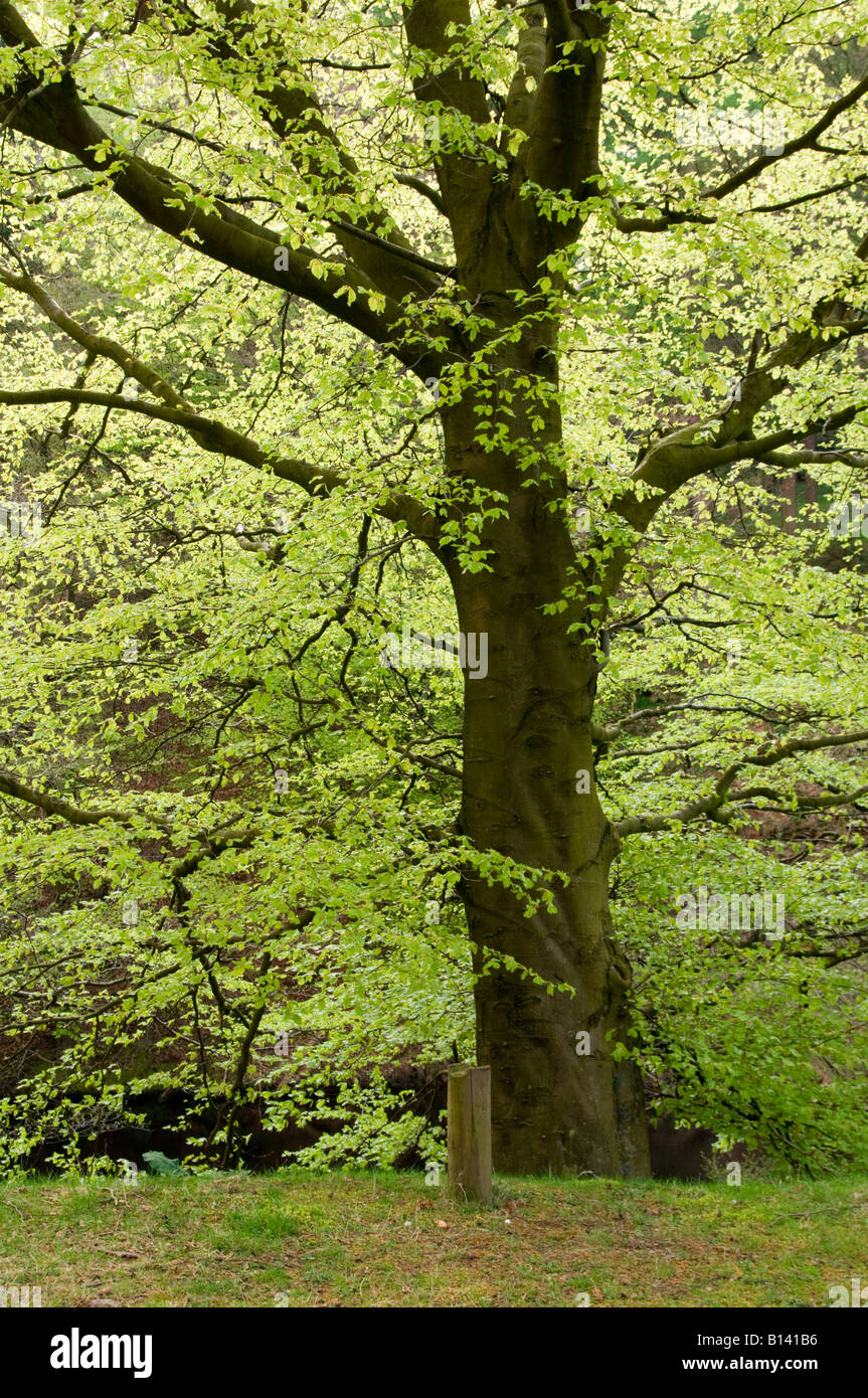 Tree with green foliage backlit England UK Stock Photo - Alamy