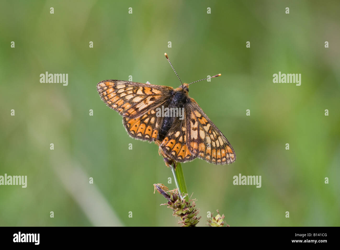 Marsh Fritillary Euphydryas aurinia female at rest with wings open ...