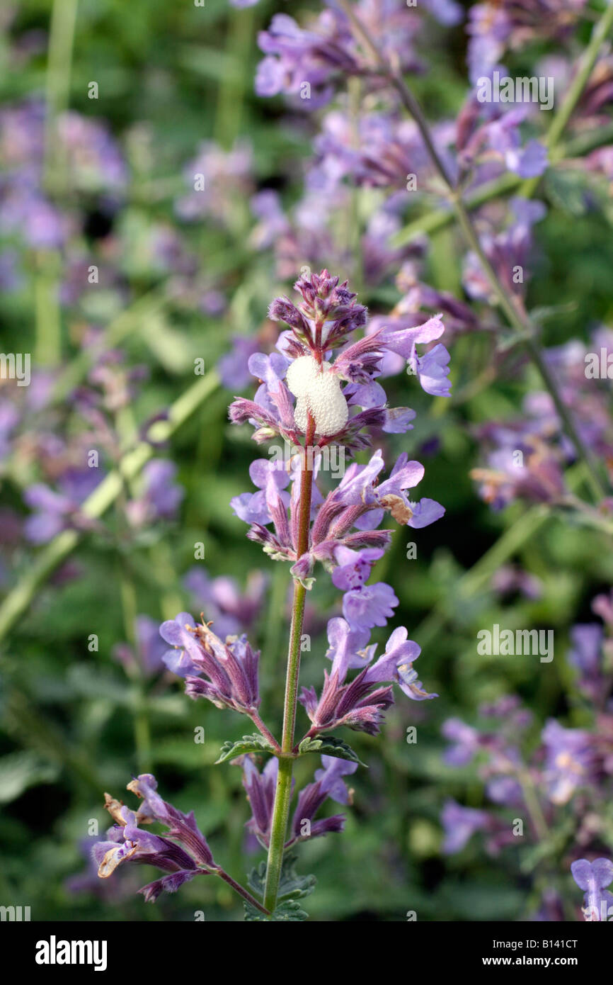 CUCKOO SPIT PHILAENUS SPUMARIUS ON NEPETA SIX HILLS GIANT Stock Photo ...