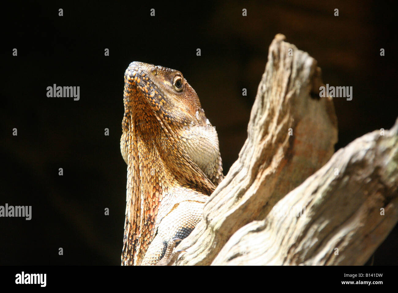 Australian lizard hi-res stock photography and images - Alamy