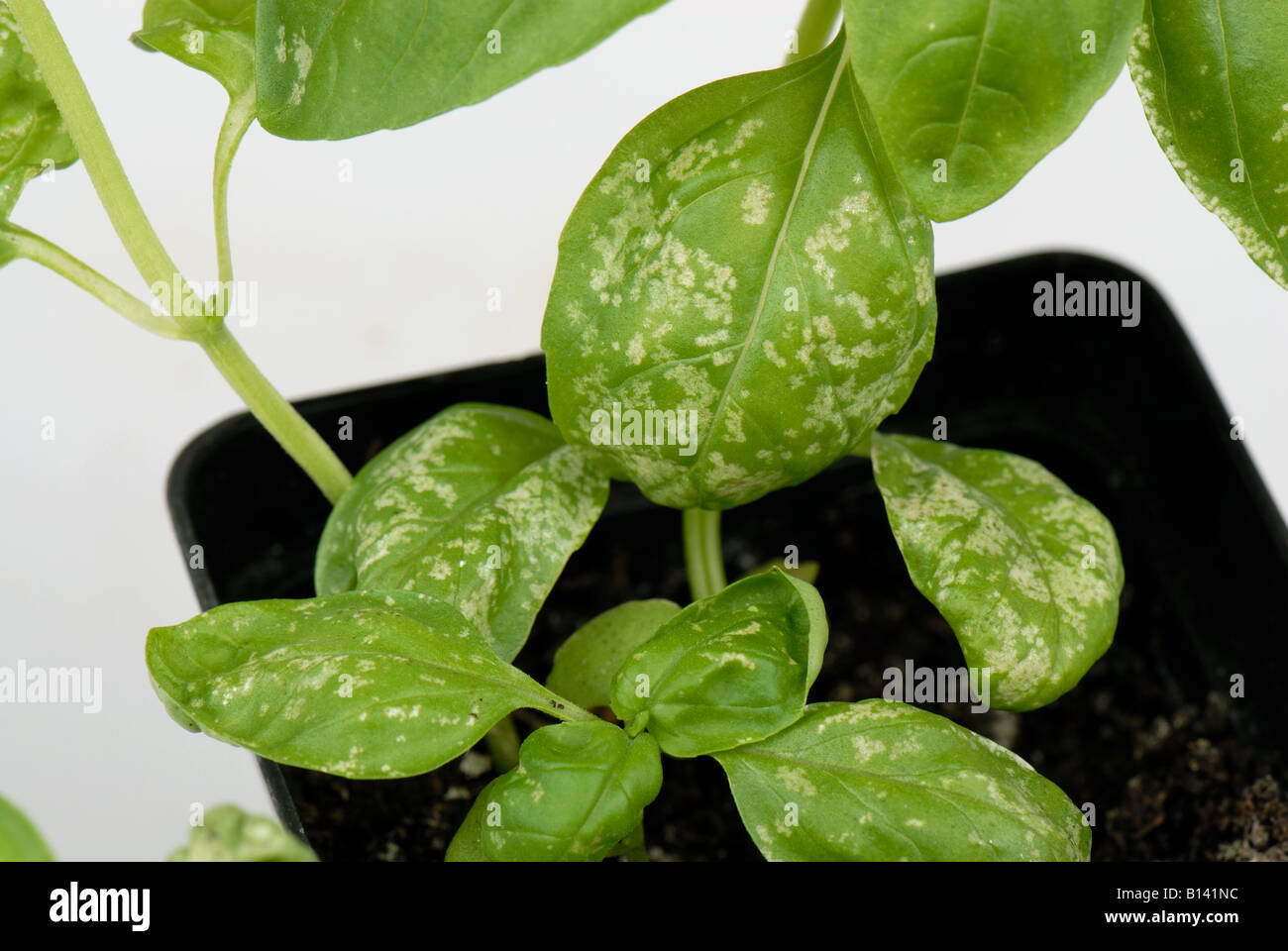 Leafhopper damage leaf hi-res stock photography and images - Alamy
