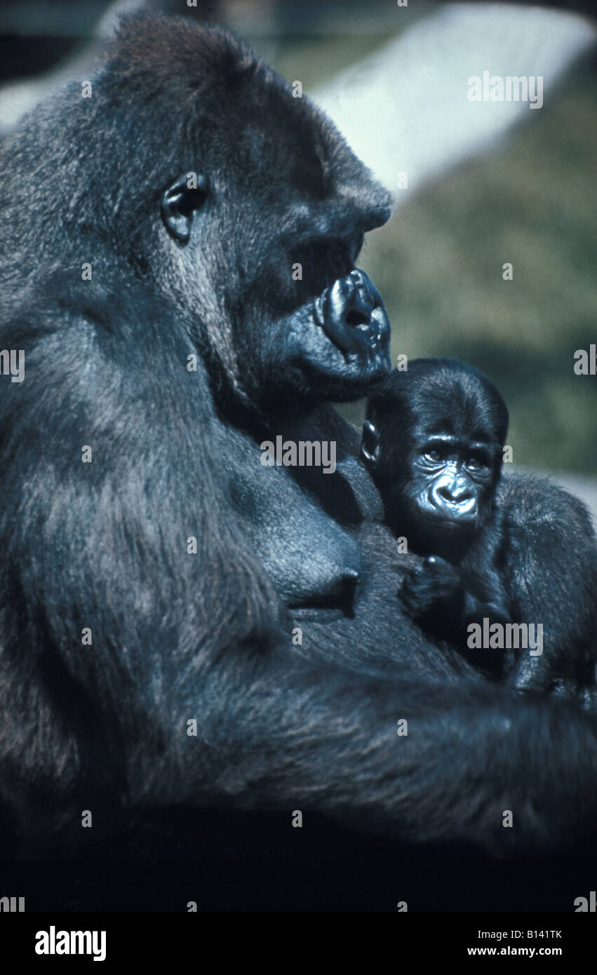 Western Lowland Gorilla Gorilla gorilla gorilla native to Western and ...