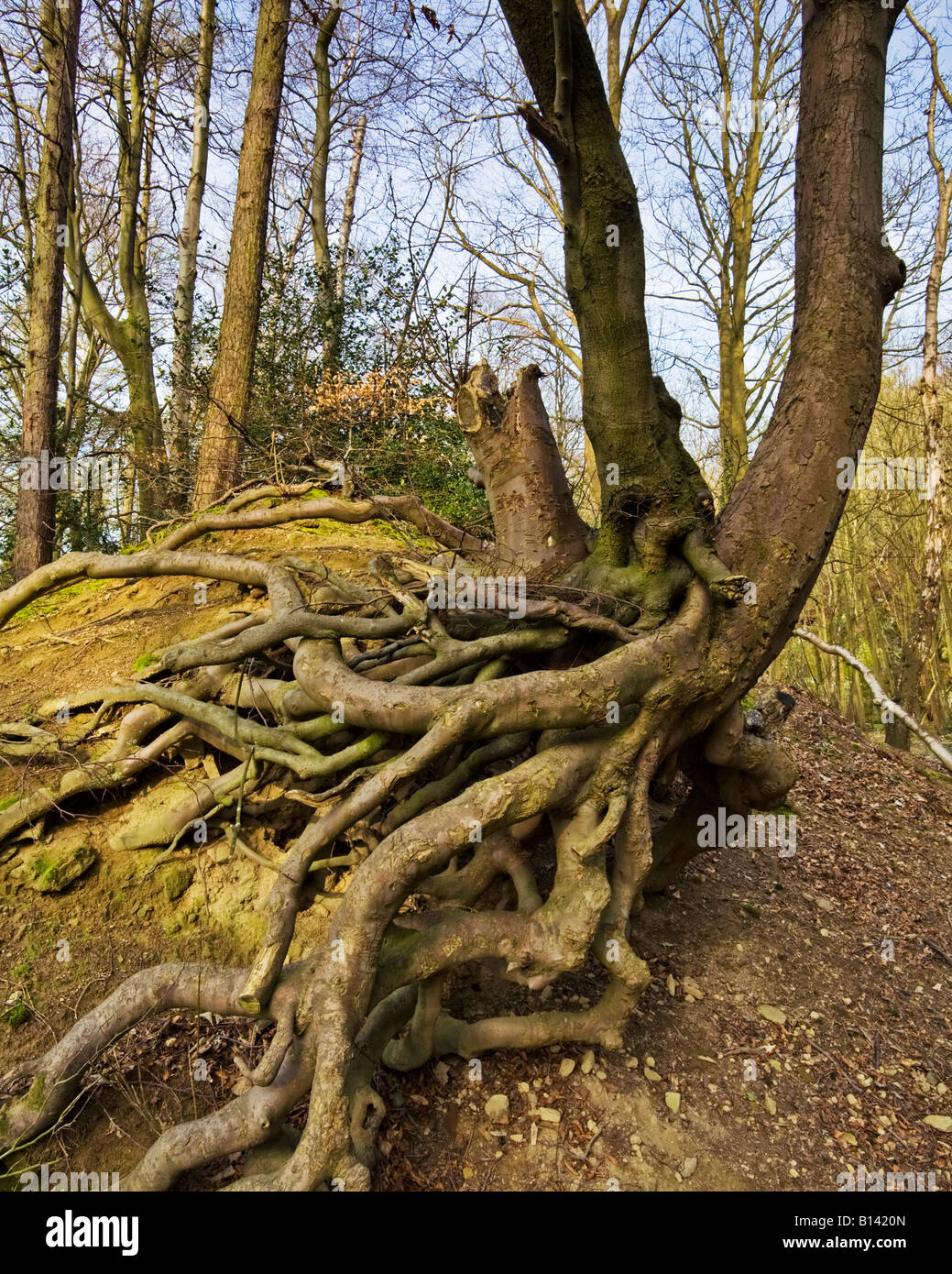 The swirling roots of a tree in woodland above Hexham in the Tyne ...