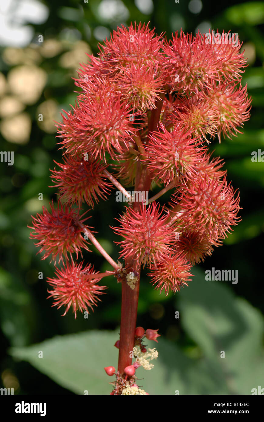 Castor oil plant Ricinus communis red seedpods Stock Photo - Alamy