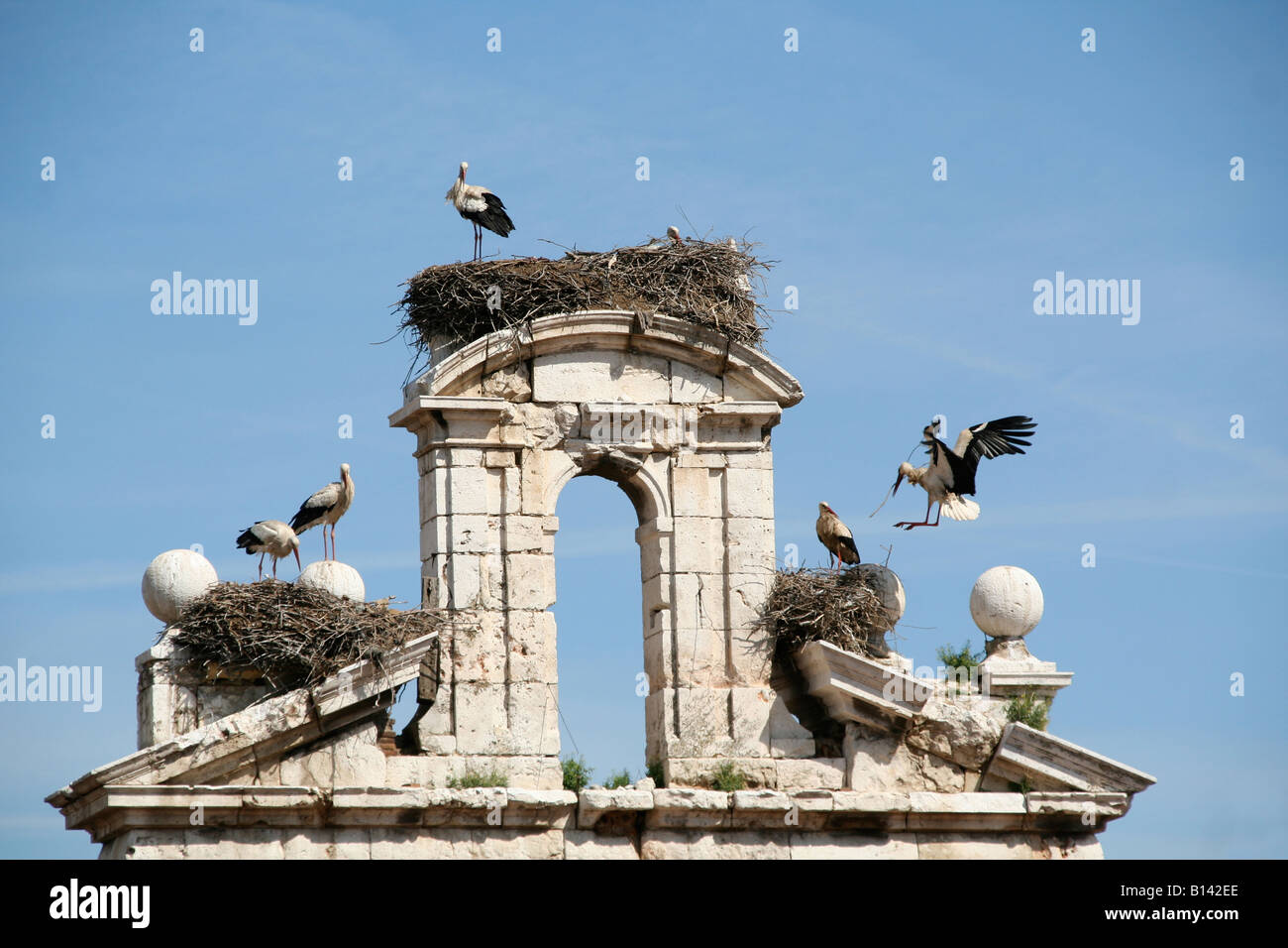 Storks Nesting in Alcala, Spain 2 Stock Photo - Alamy