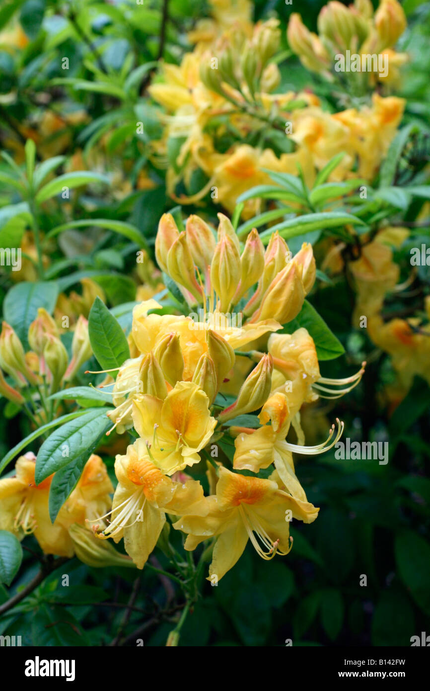 RHODODENDRON SUN CHARIOT Stock Photo - Alamy