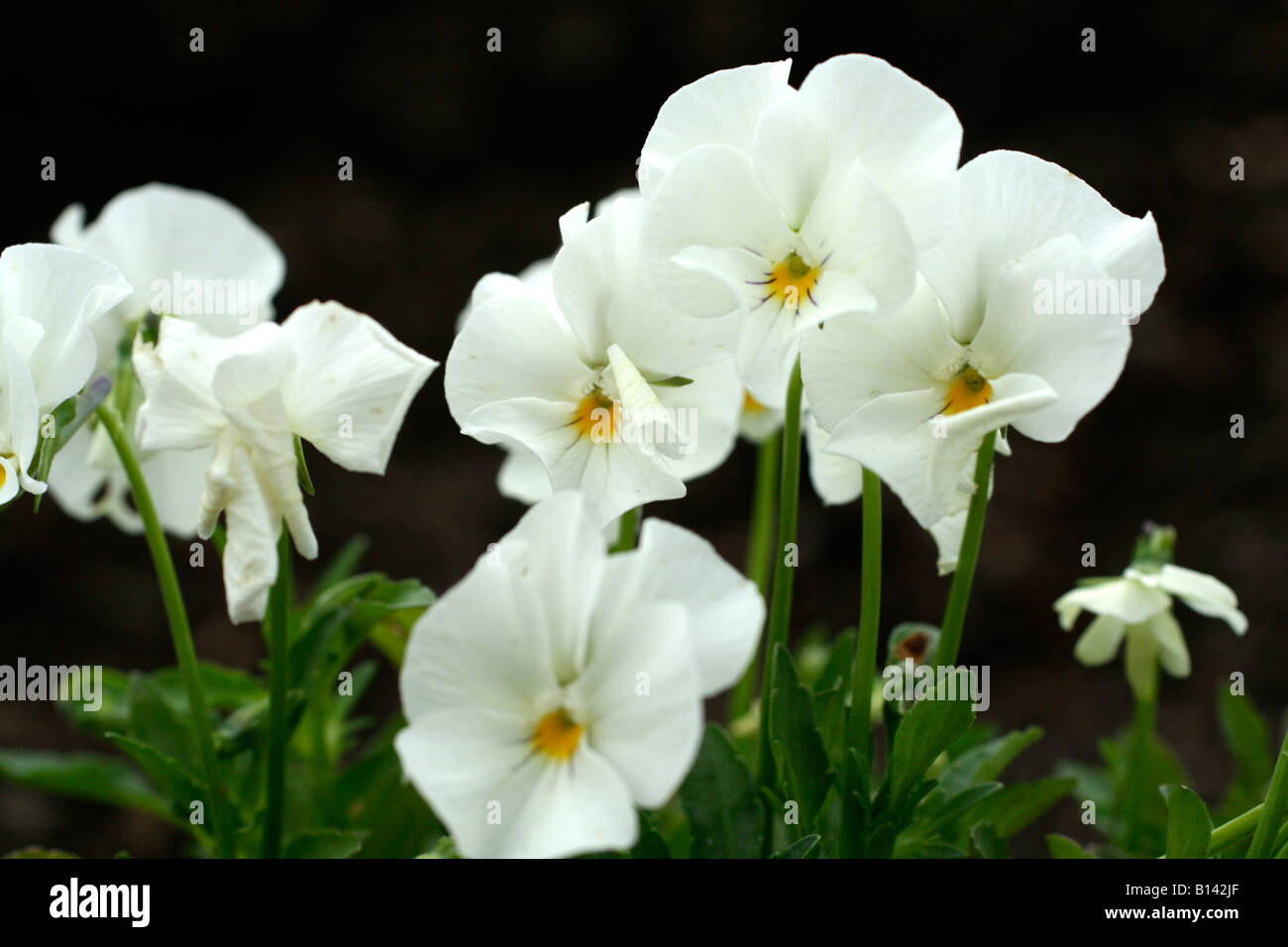 VIOLA MRS LANCASTER Stock Photo - Alamy VIOLA MRS LANCASTER Stock Photo - Alamy