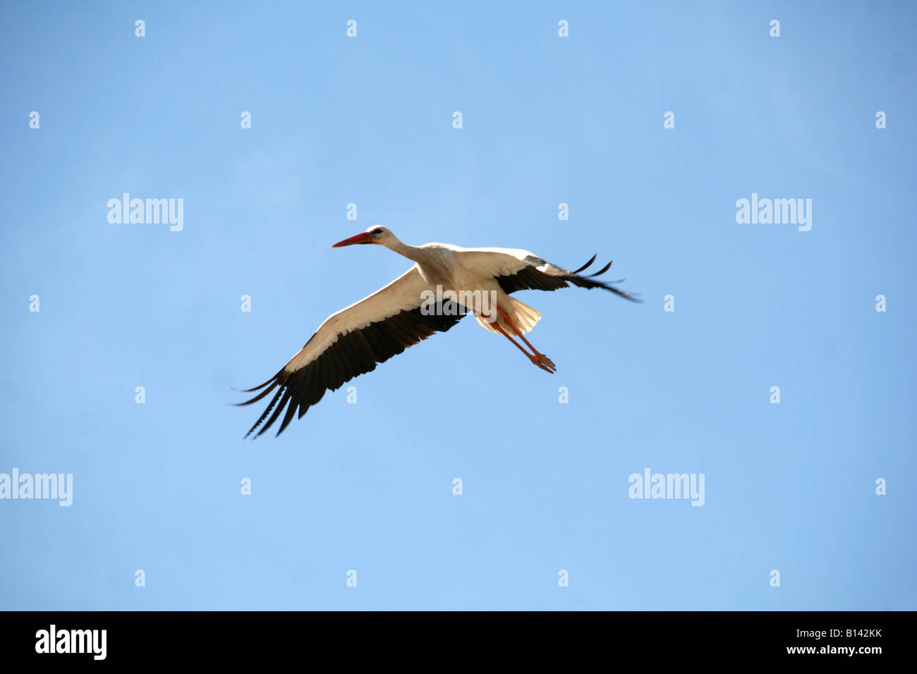 Stork flying in Alcala, Spain Stock Photo - Alamy