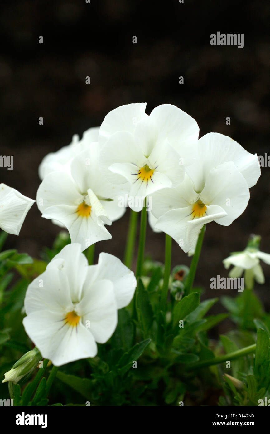 VIOLA MRS LANCASTER Stock Photo - Alamy VIOLA MRS LANCASTER Stock Photo - Alamy