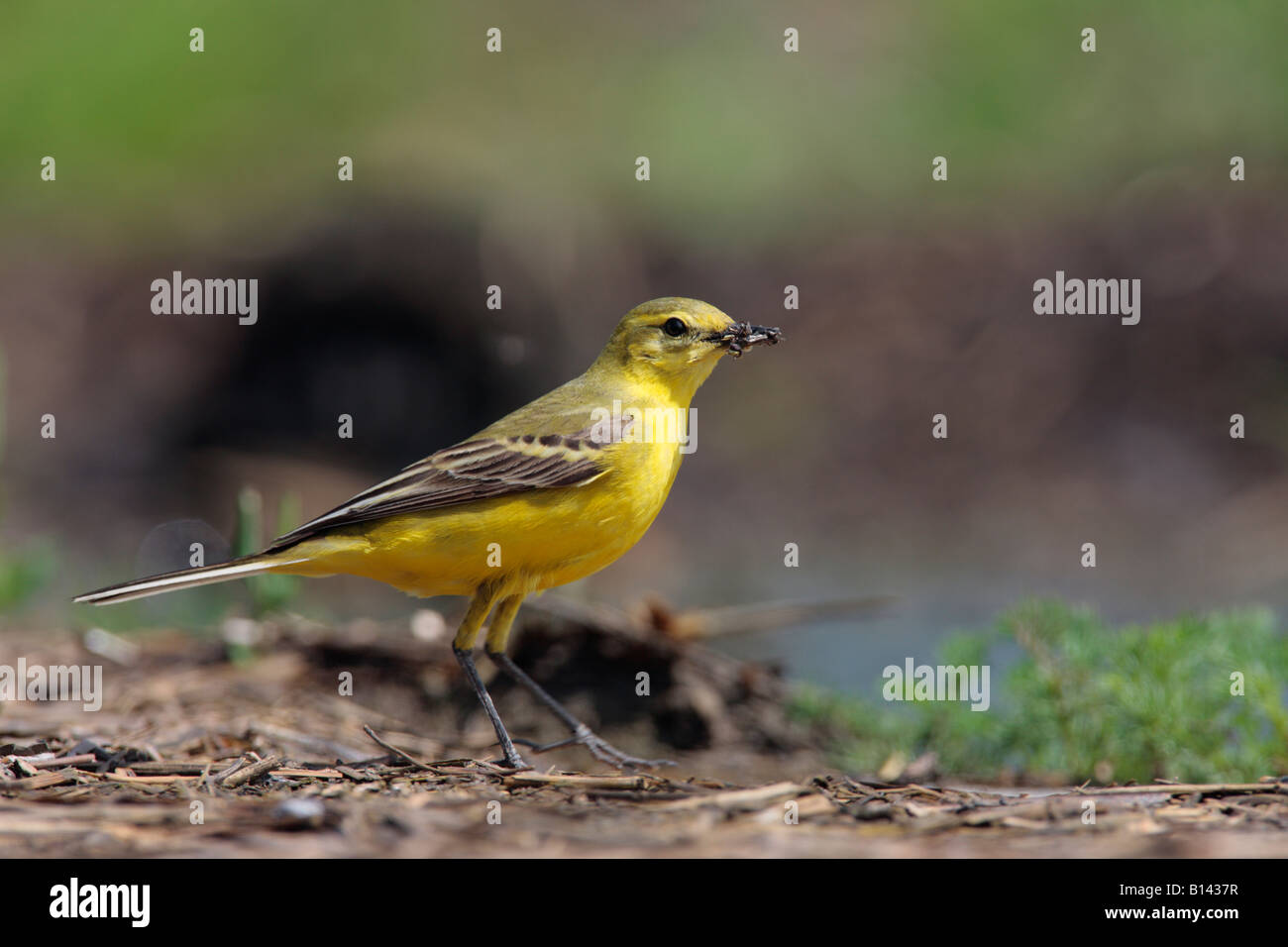 Yellow Wagtail Motacilla flava standing looking alert Ashwell ...