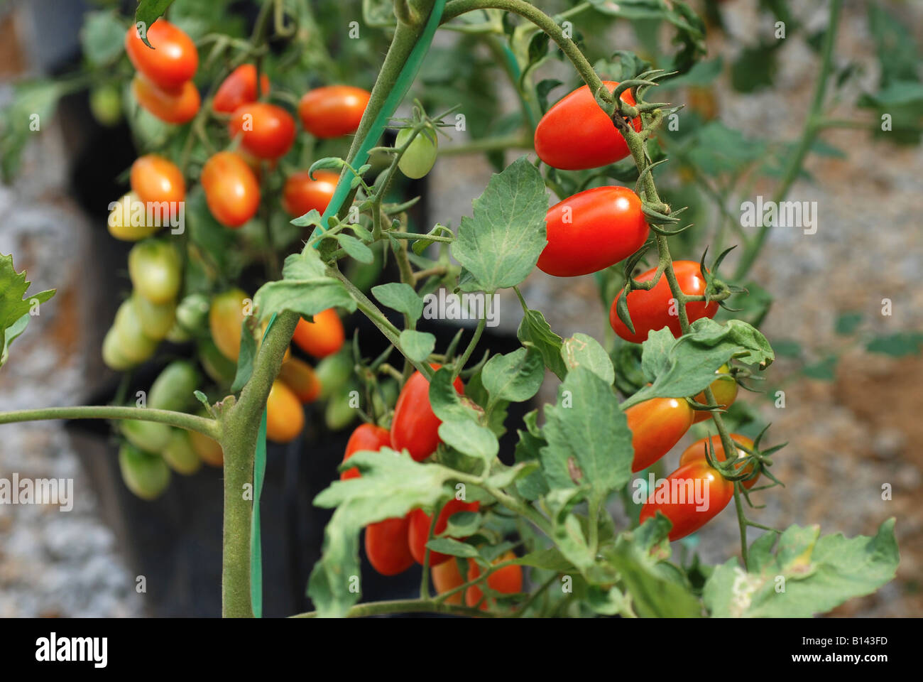 Cherry tomato organic plant Stock Photo - Alamy
