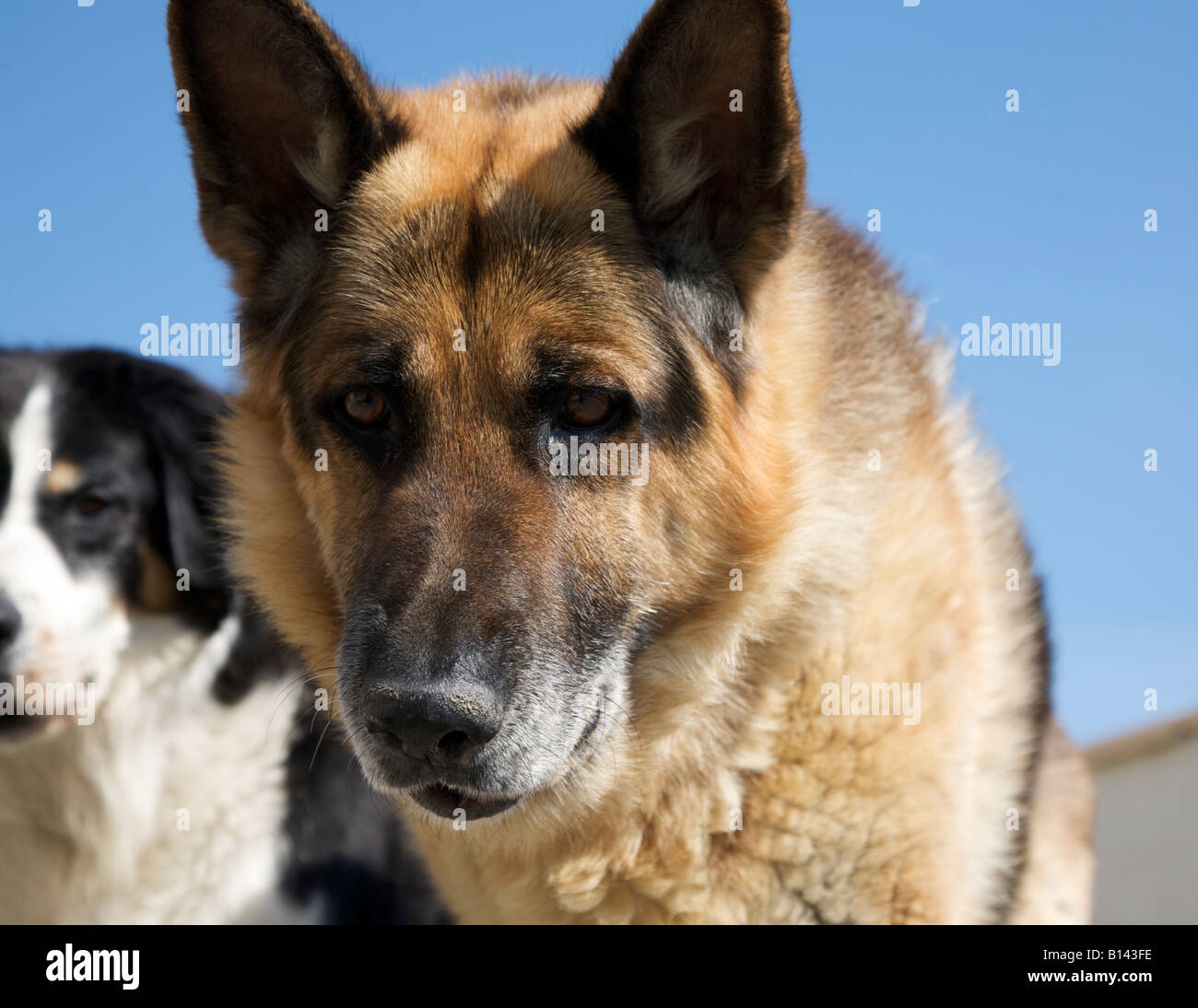 TWO DOGS STAND GUARD IN A CONCRETE BACK YARD IN COUNTY LEITRIM ...
