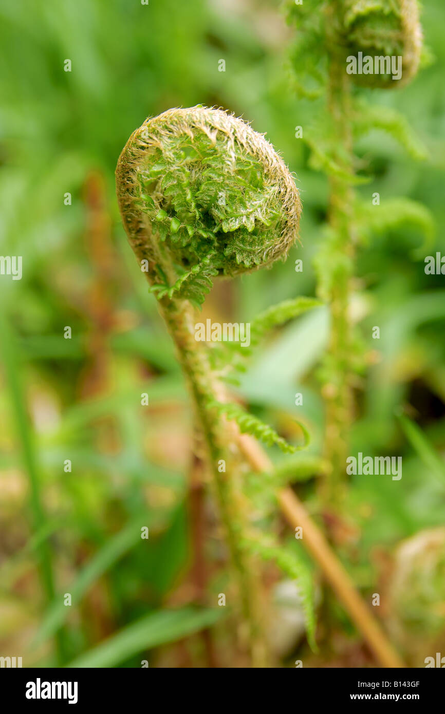 New fern leaf unfurling Stock Photo - Alamy