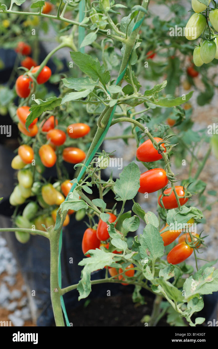 Cherry tomato organic plant Stock Photo - Alamy
