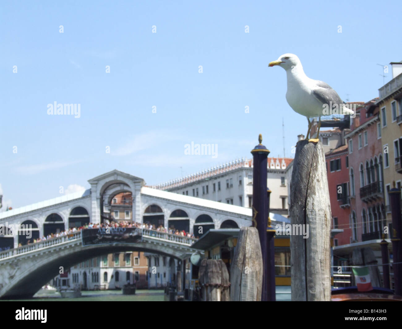 seagull and rialto bridge in venice, italy Stock Photo - Alamy