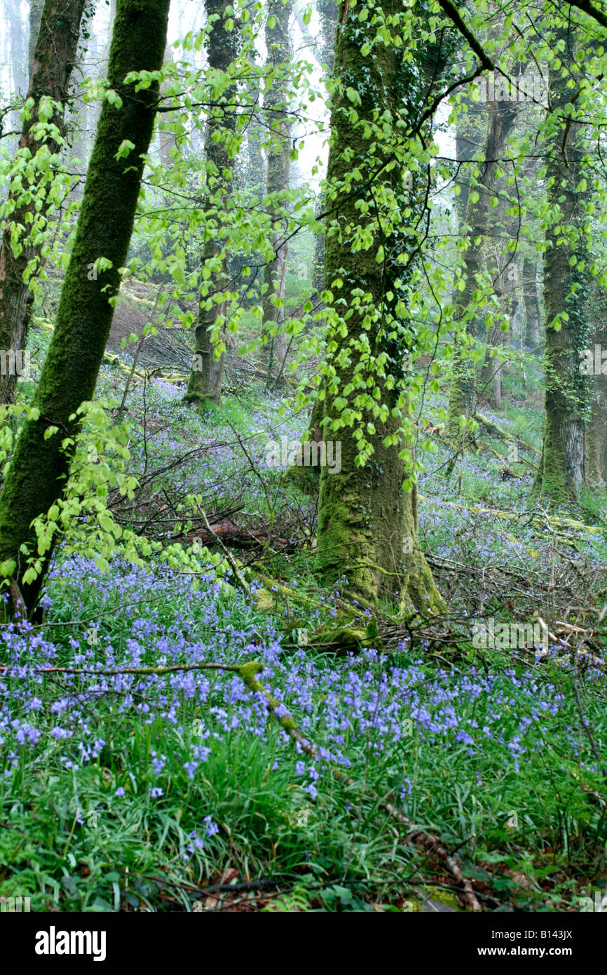 OAK AND BEECH WOODLAND IN EARLY MAY ON EXMOOR SOMERSET WITH BLUEBELLS ...