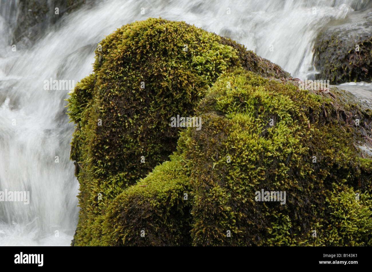 Rock covered in moss on moorland river Cumbria Stock Photo - Alamy