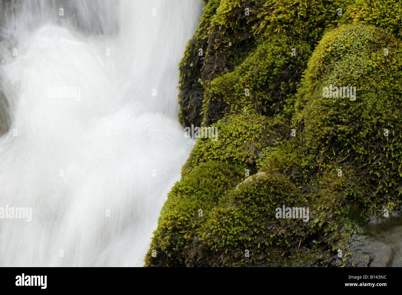 Rock covered in moss on moorland river Cumbria Stock Photo - Alamy