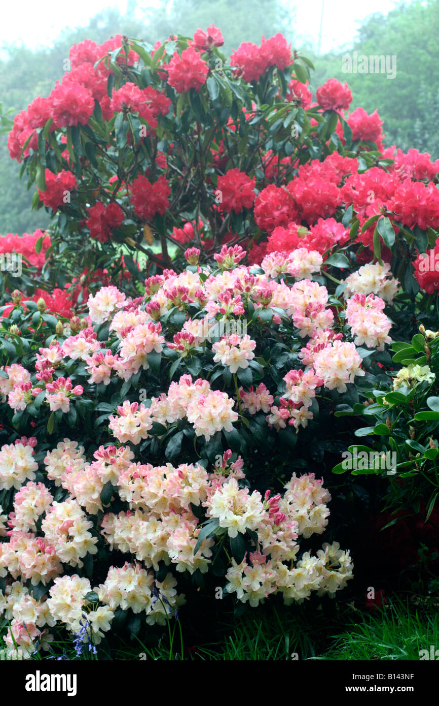 Rhododendron percy wiseman hi-res stock photography and images - Alamy