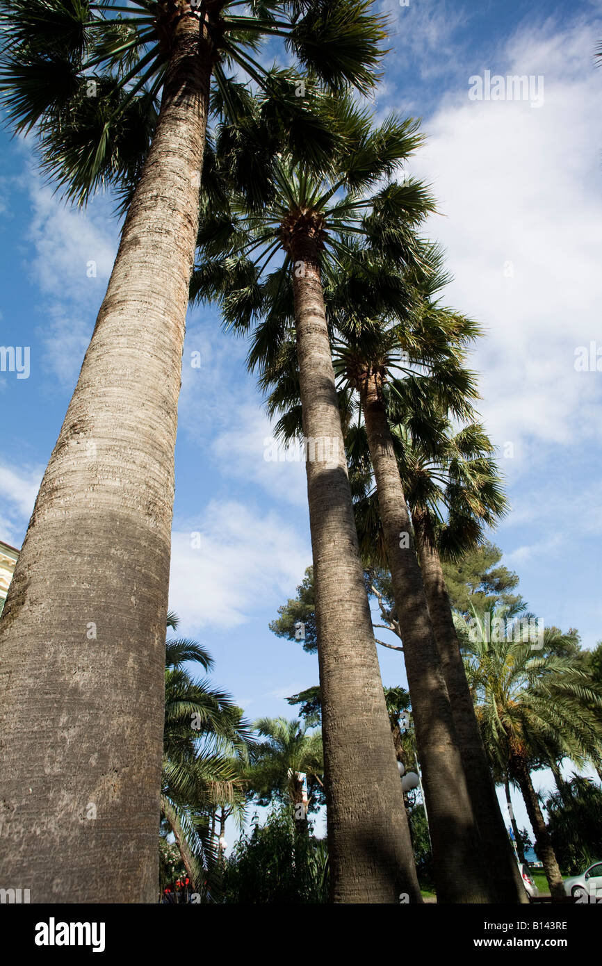 ROWS OF PALM TREES Stock Photo - Alamy