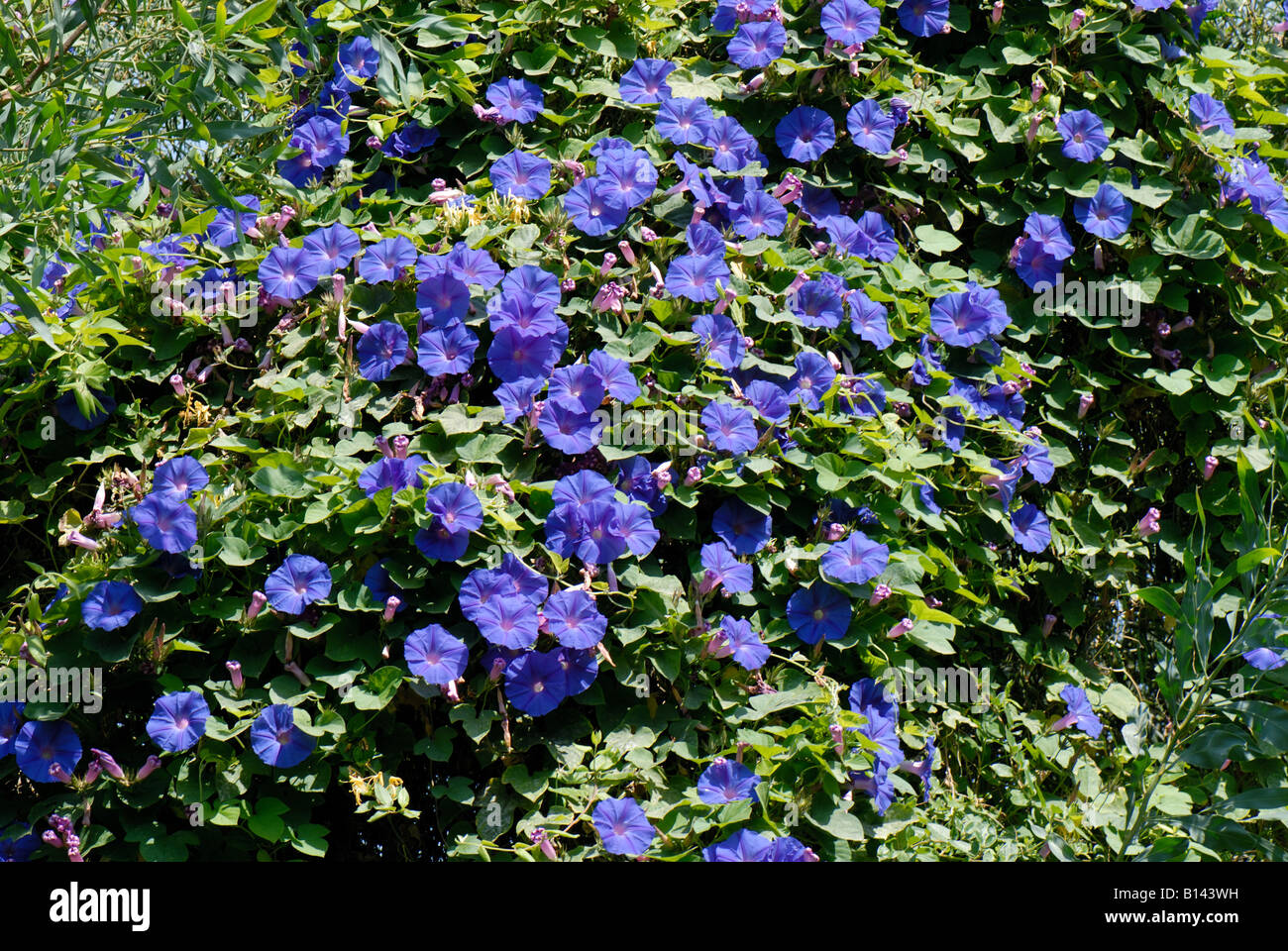 Blue Morning Glory Stock Photos & Blue Morning Glory Stock Images - Alamy