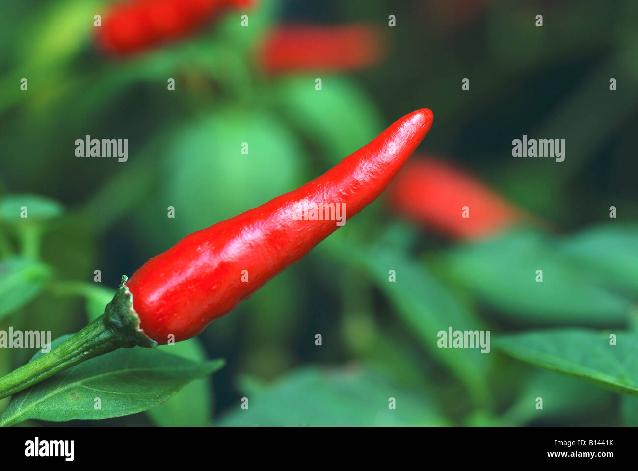 Red chili pepper Stock Photo - Alamy