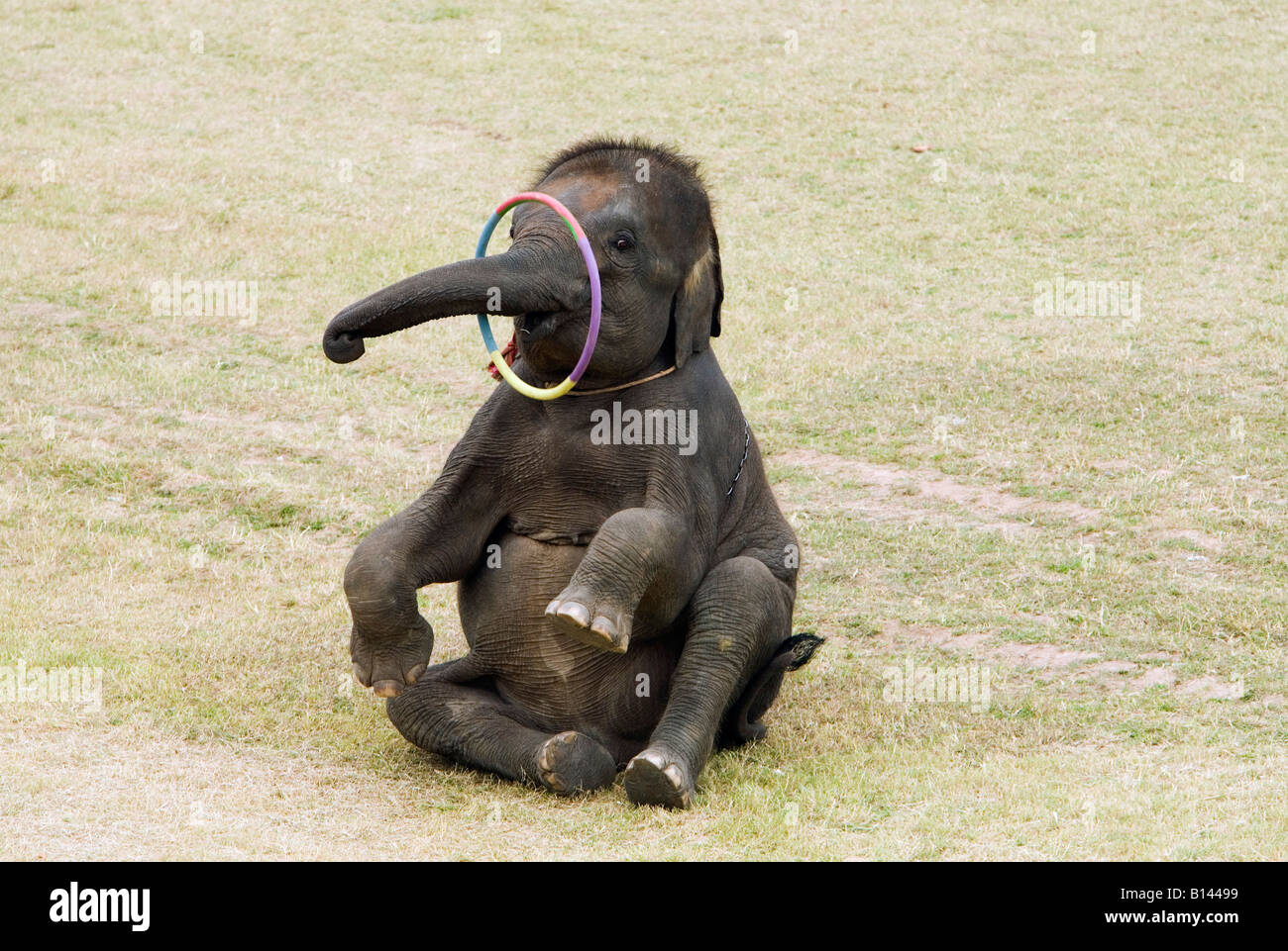 Elephant tricks - Surin, Surin province, THAILAND Stock Photo - Alamy