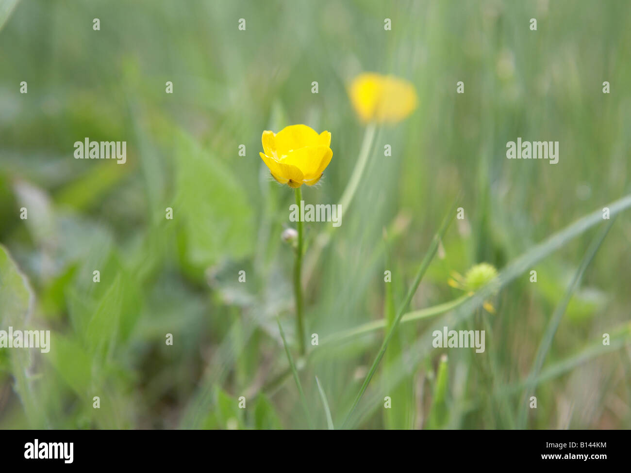 Buttercups (Ranunculus sp Stock Photo - Alamy