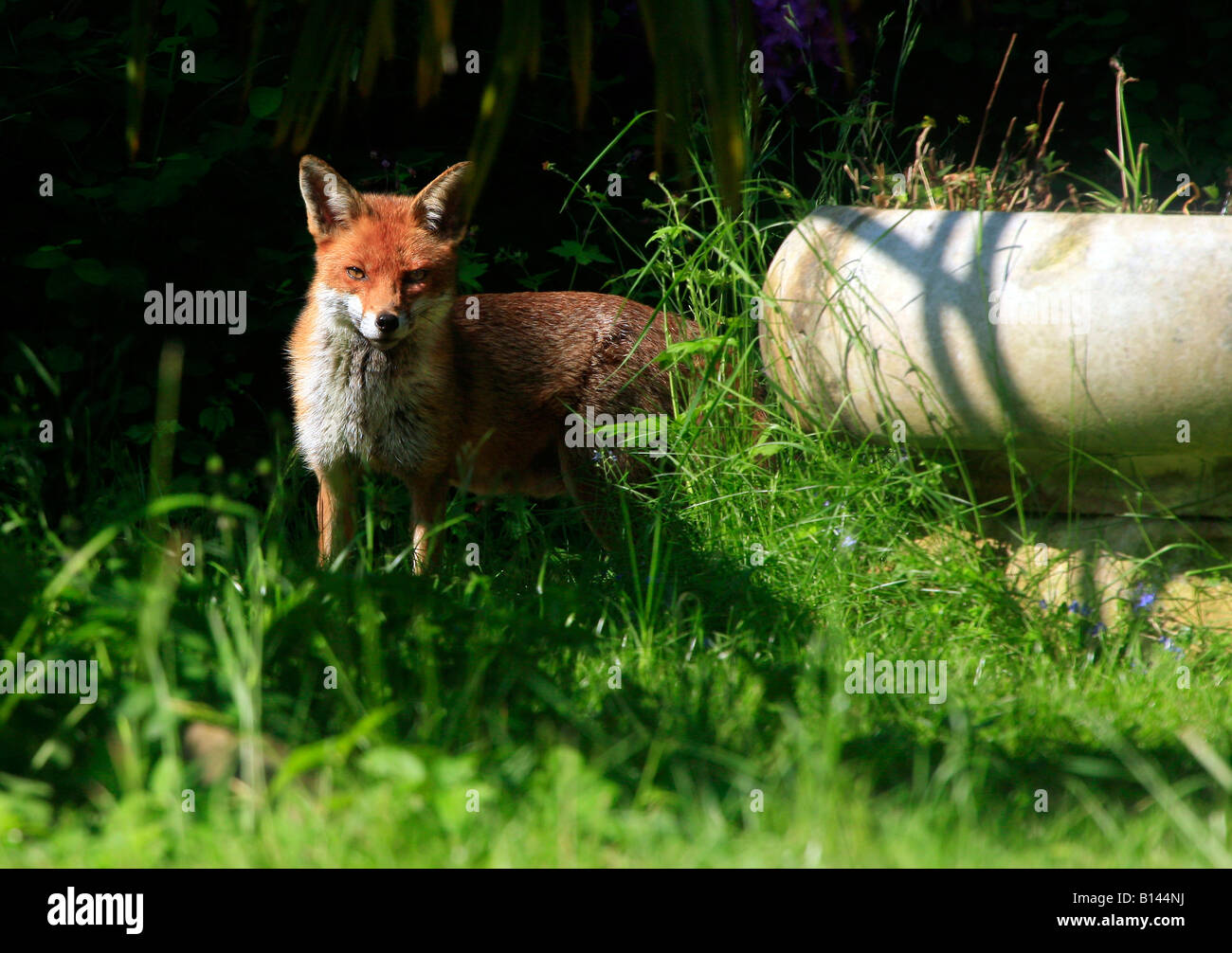 The urban fox in a garden in central London Stock Photo - Alamy