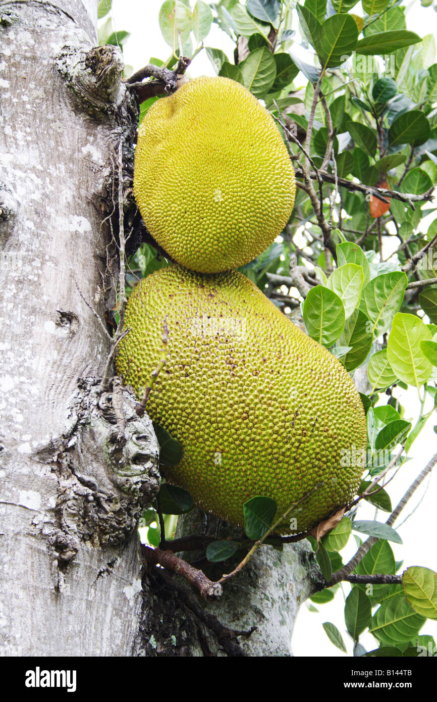 Two jackfruits on tree Stock Photo - Alamy